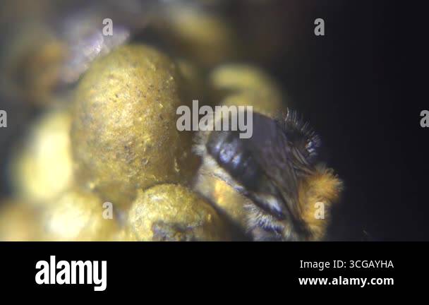 A close-up macro photograph captures several fuzzy bumblebees clustered ...