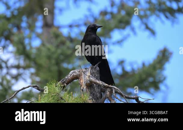 Crow in the Canadian wilderness Stock Video Footage - Alamy