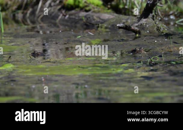 Toad in the spring mating Stock Video Footage - Alamy