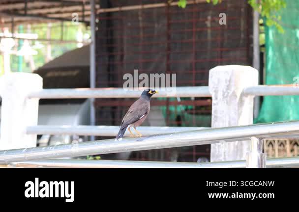 Myna bird perches, then takes flight from railing Stock Video Footage ...