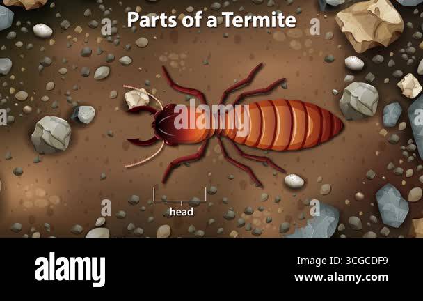 Detailed breakdown of termite body parts Stock Video Footage - Alamy