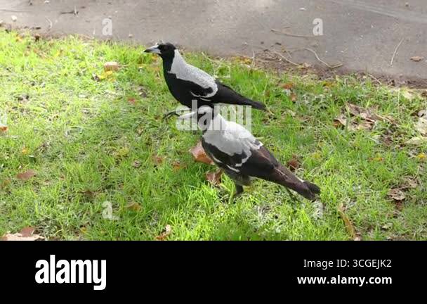 Two magpies walking on grass in Melbourne Stock Video Footage - Alamy