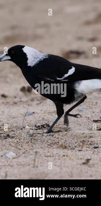 A magpie walks and pecks at the sandy beach, searching for food under ...