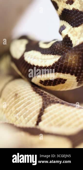 A corn snake coils gracefully, showcasing its intricate patterns under ...