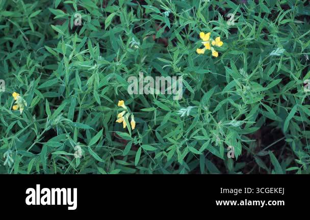 A close-up view of the meadow vetchling wildflower in bloom. Small ...