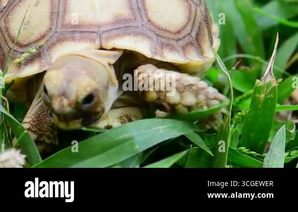 Baby Sulcata Tortoise Eating Grass Closeup Stock Video Footage - Alamy