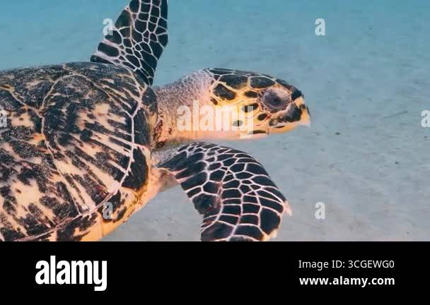 Hawksbill sea turtle swimming underwater Stock Videos & Footage - HD ...