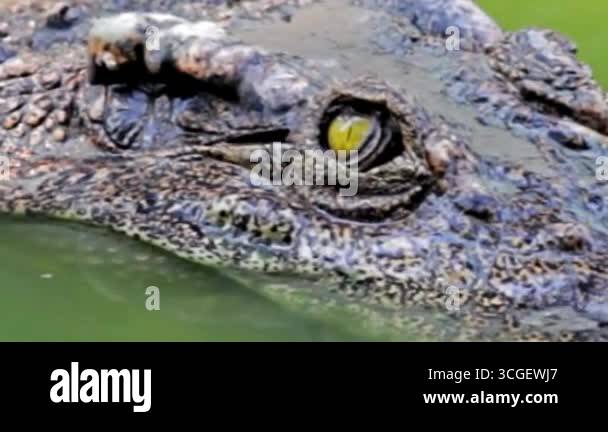 Murky swamp water Stock Videos & Footage - HD and 4K Video Clips - Alamy