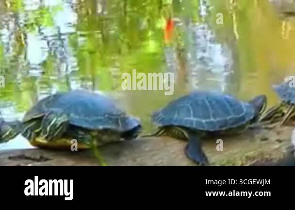 Turtles basking on log Stock Videos & Footage - HD and 4K Video Clips ...