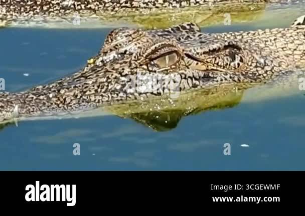 Two Crocodile Heads Floating Together in Blue Water Stock Video Footage ...