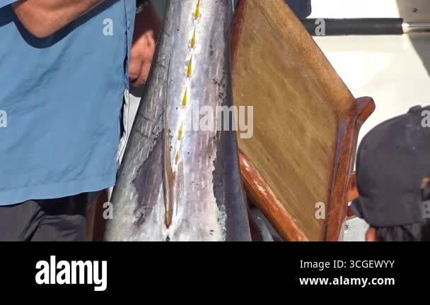 Wahoo fish mexico Stock Videos & Footage - HD and 4K Video Clips - Alamy
