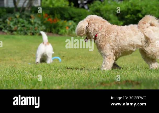 Jack Russell and Goldendoodle running Outdoors together on sunny day ...
