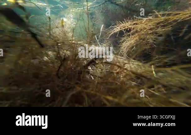 driftwood and garbage pollution on silt bottom in shallow freshwater ...