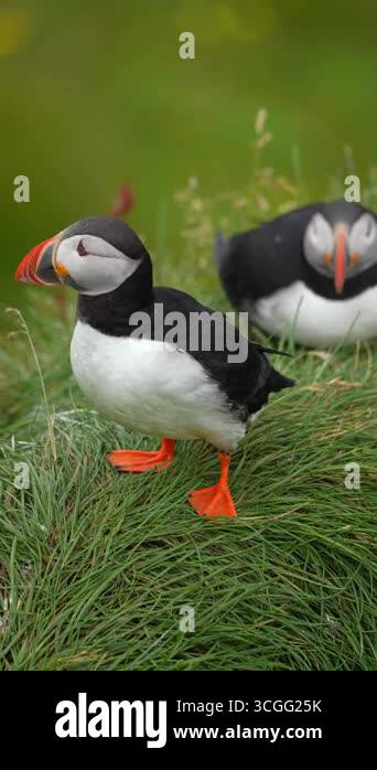 A pair of puffins on lush green grass in Iceland. One puffin moves ...