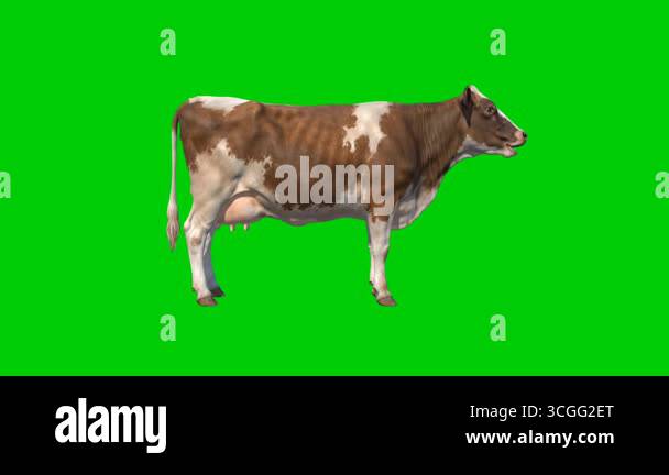 Realistic cow animation isolated on a green screen background in HD ...