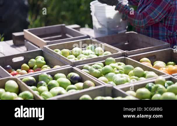 Workers are handpicking ripe tomatoes from the field and carefully ...