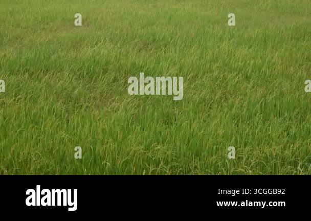 rice paddy growing on branch and flowing from wind blow in farm Stock ...