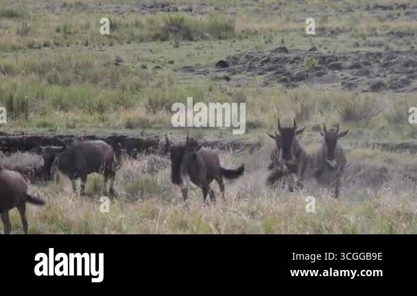 A group of wildebeests running towards the mara river following the ...