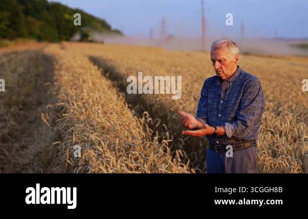 Adult Caucasian man stands in the field of ripe dry wheat. A combine ...