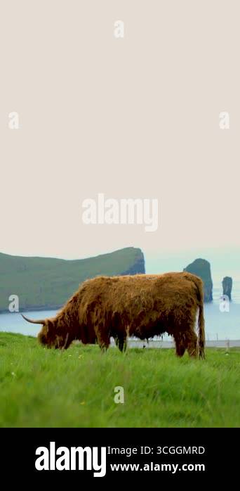 Highland cattle leisurely graze on lush green grass against the ...