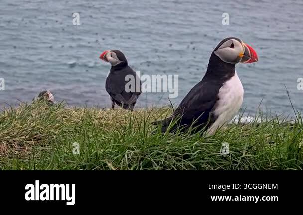 Vibrant puffins showcase their playful nature on grassy cliffs ...