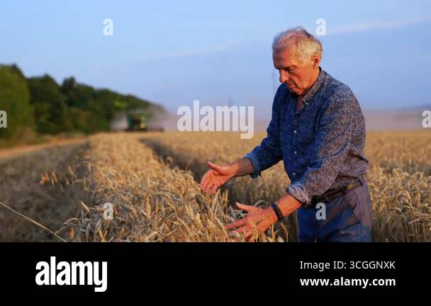 Farmer checks evening harvest. A farmer examines ripe wheat in a field ...