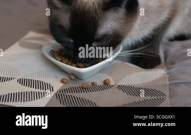 Thai siamese cat eating dry food from a bowl at home. The close up of ...