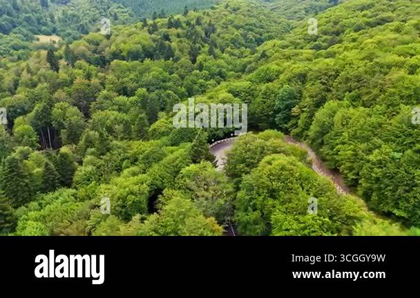 Lush green forest with winding road view. Aerial view of a dense forest ...