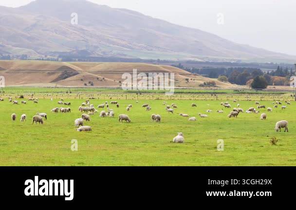 Devon Closewool sheep graze peacefully in a lush green field under soft ...