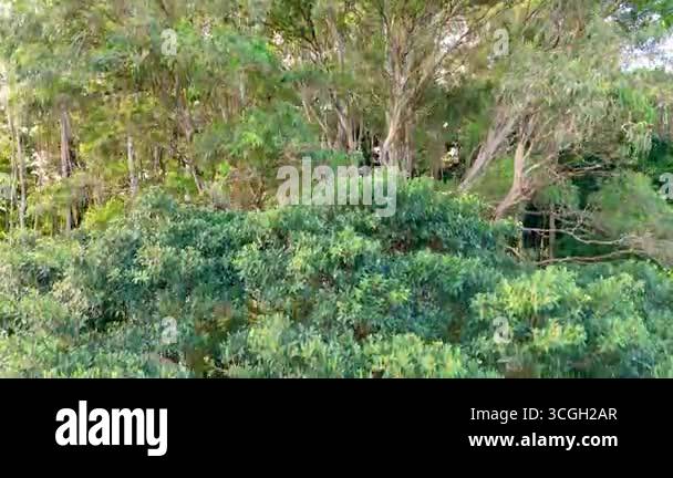 Captured in tranquil park setting Stock Videos & Footage - HD and 4K ...