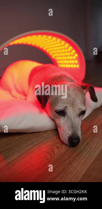 Small dog old sleepy lying under red and infrared light LED panel. home ...