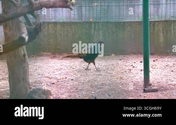 Common pheasant bird birds behind fence in zoo in Bielaviezskaja Pusca ...