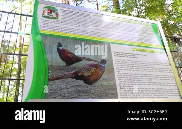 Bird information Stock Videos & Footage - HD and 4K Video Clips - Alamy