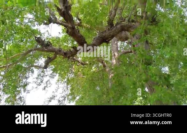 Strong Air Wind hitted with tree in front of blue sky Stock Video ...