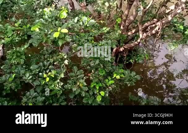 HD Landscape Shot of Still Rainwater in Forest with Trees, Stones, and ...
