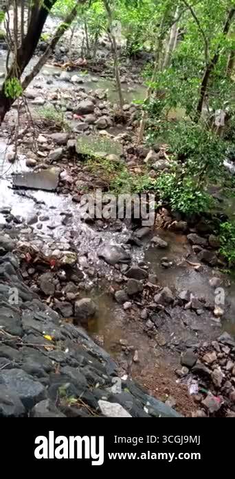 Vertical HD Still Rainwater in Forest with Stones and Trees Calm and ...