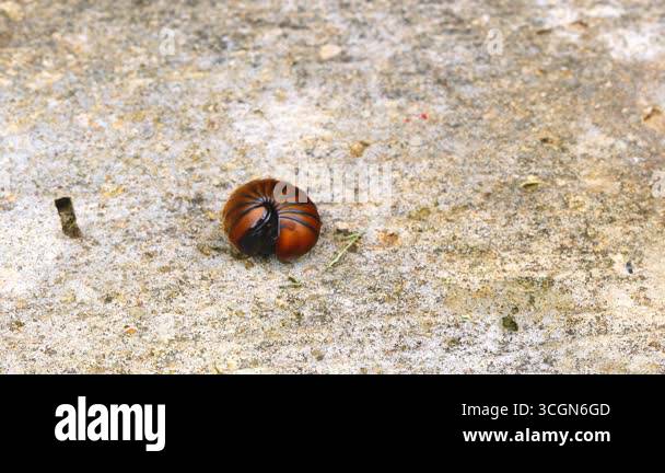 Giant pill millipede sphaerotheriida Stock Videos & Footage - HD and 4K ...