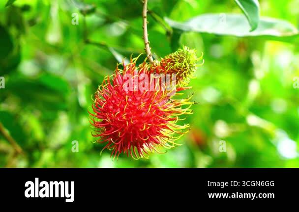 Single red rambutan fruit hanging in rambutan tree moving in the wind ...