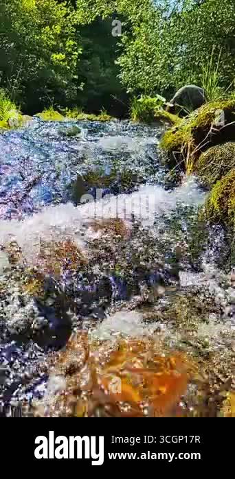 A calm river stream gently flowing through a lush green forest ...