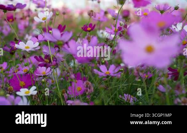 4K video of a stunning pink and white cosmos flower field in full bloom ...