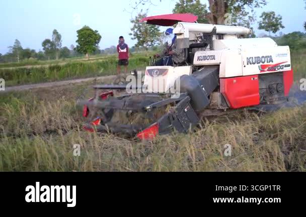Kubota Orange White Combine Harvester Working on Rice Field Agriculture ...