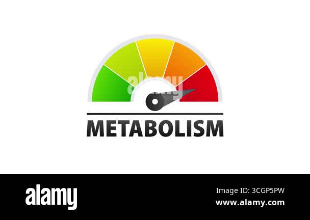 Animated metabolism indicator with various levels on white and chroma ...