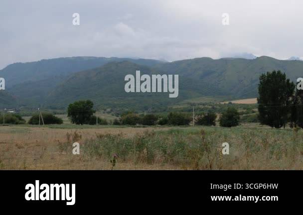 Wild flowers bloomed in the field. Different vegetation in the ...