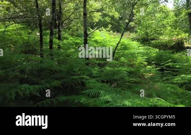Camera slow movement of zooming out fern plants on the sunset in deep ...