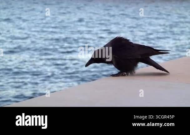 Hooded crow water background Stock Videos & Footage - HD and 4K Video ...