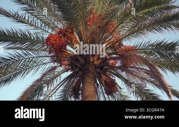 Close-up of a date palm heavy with clusters of green dates in warm ...