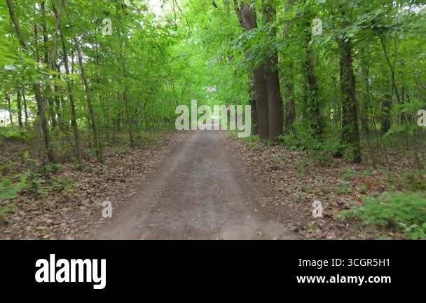 Drive through a remote forest path with towering trees on both sides ...