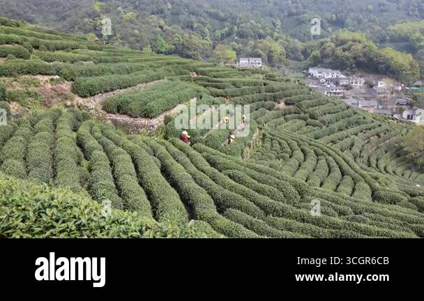 Longjing tea dragon well Stock Videos & Footage - HD and 4K Video Clips ...