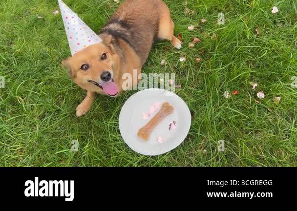 A small dog in a party hat lies on grass next to a treat plate ...