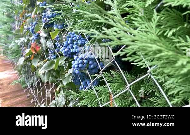 Close-up of a dense hedge with conifer branches and leafy stems bearing ...